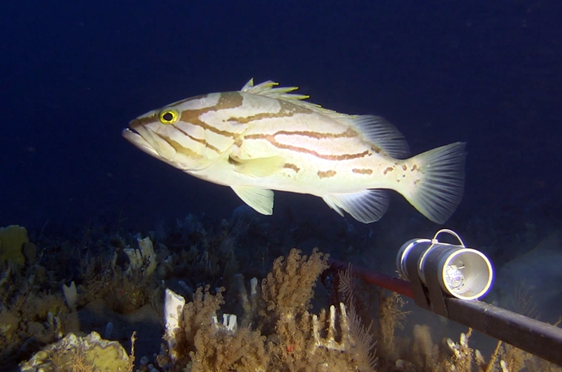 Knowledge for managing protected places - Marine and Coastal Hub