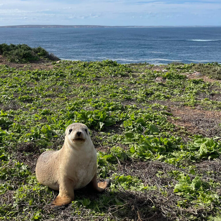 Nathan's dream career captures a sea lion's perspective of the marine ...
