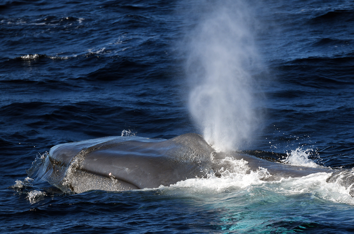 Project 4.8 - Marine and Coastal Hub