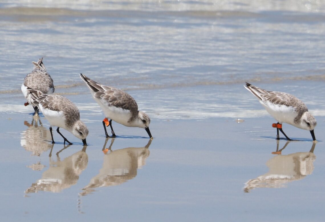 Australian Bird and Bat Banding Scheme Archives - Marine and Coastal Hub