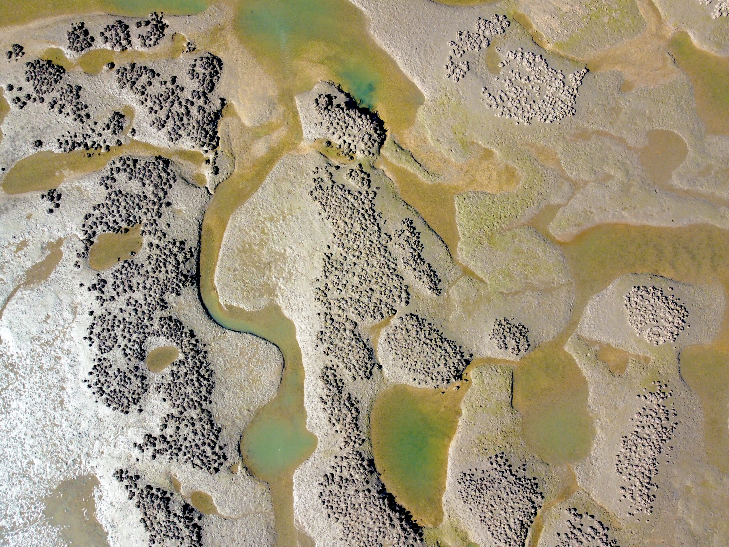 Tropical shellfish reefs mapped across northern Australia - Marine and ...