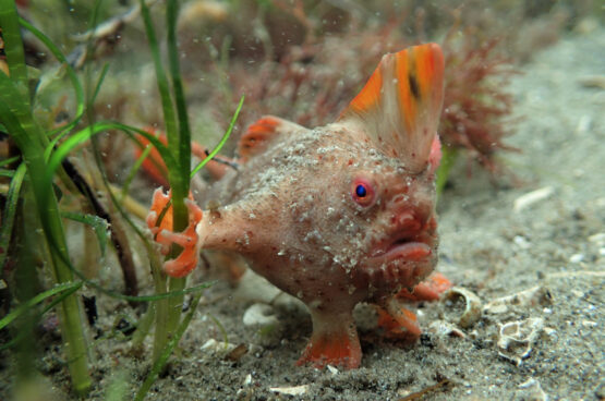 IMAS exhibition turns spotlight on marine species and habitats under ...