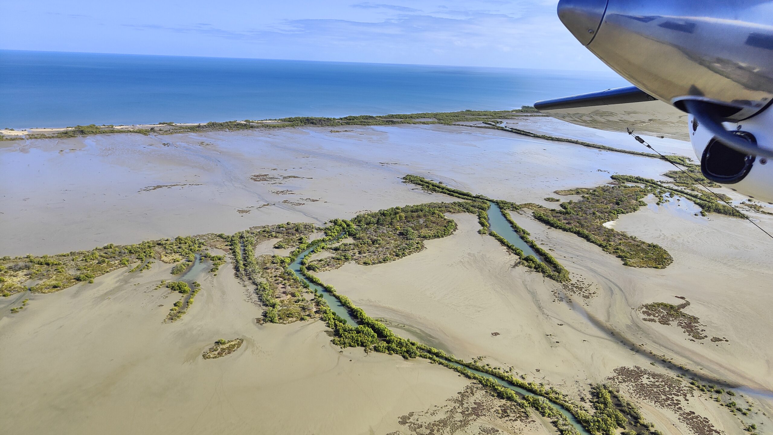 Dugong survey reveals thriving population in far north Queensland ...
