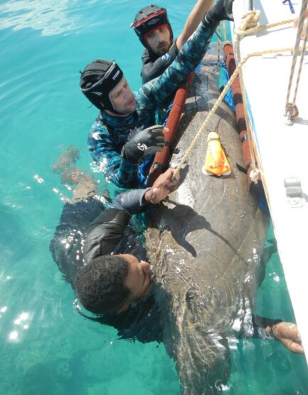 Dugong survey reveals thriving population in far north Queensland ...