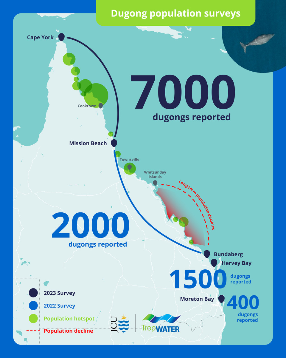 Dugong survey reveals thriving population in far north Queensland ...