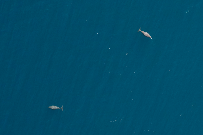Dugong survey reveals thriving population in far north Queensland ...