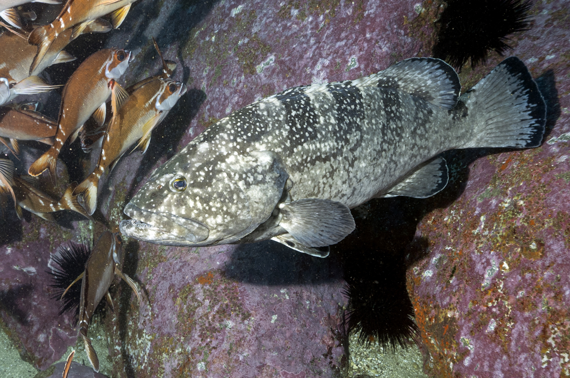 Black rockcod find refuge in 'no-take' zones amid overall population ...