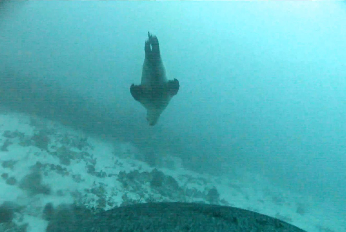 Evidence for social transmission of foraging behaviour in the ...